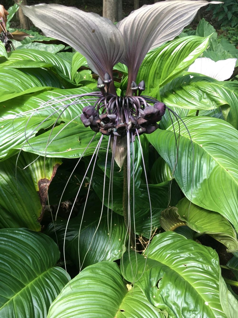 식물을 키우는 감각