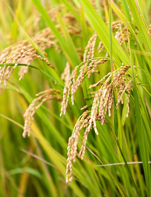 NPK - Naturalism Health Functional Food Manufacturing