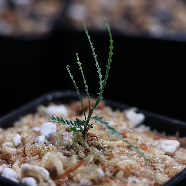 암흑상점 - PLANTS