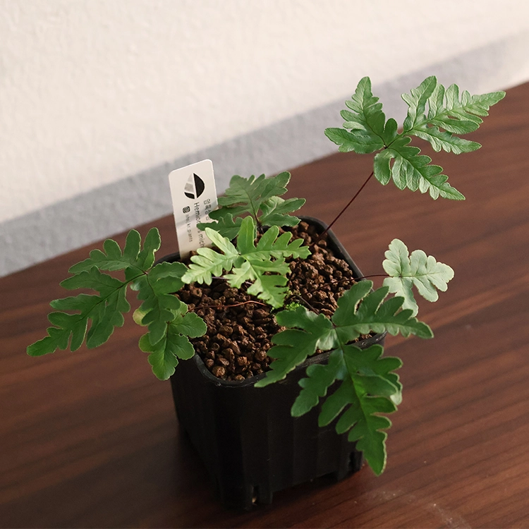 암흑상점 - PLANTS